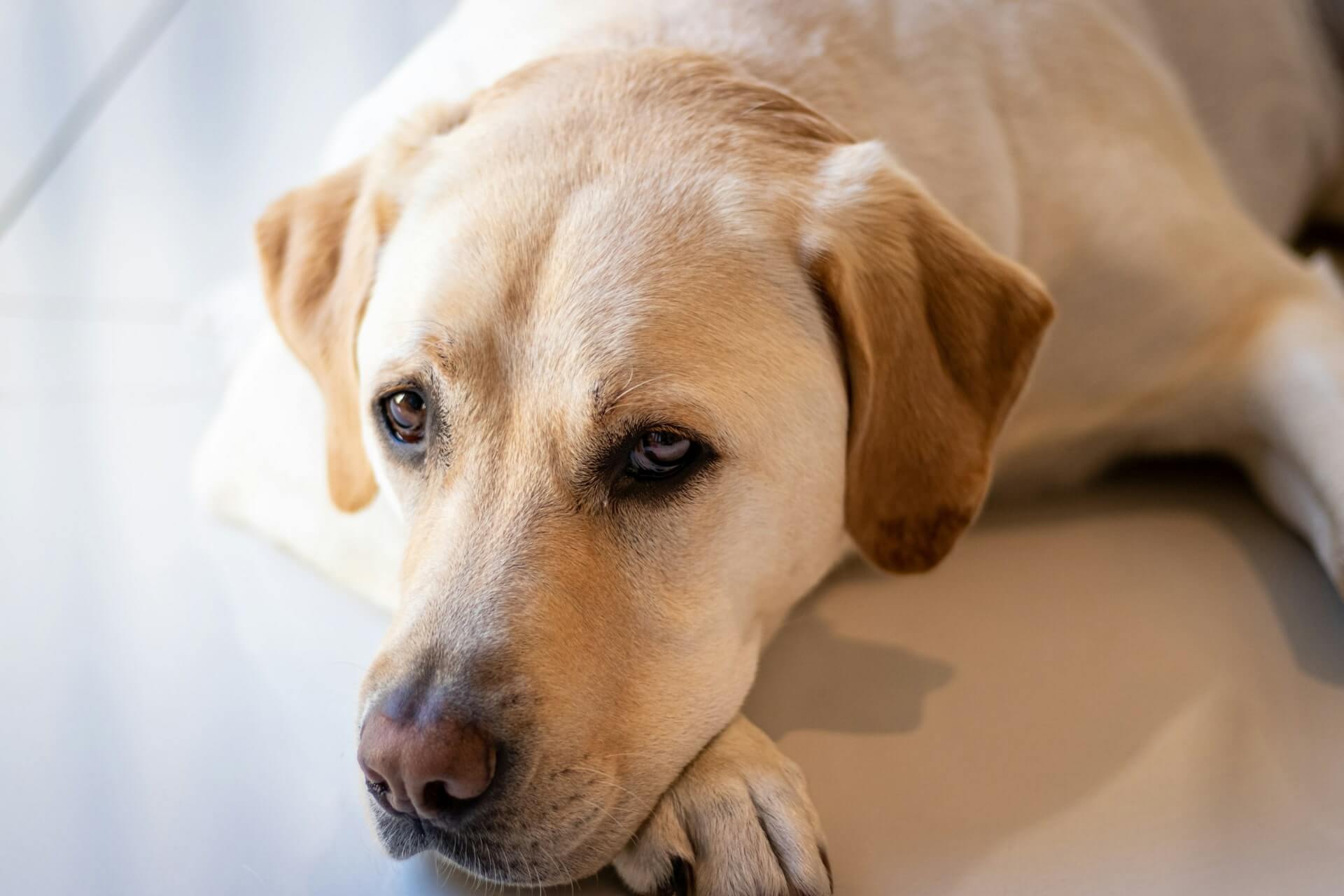 Descubre qué es y el letargo en los perros y cómo tratarlo - Tractive