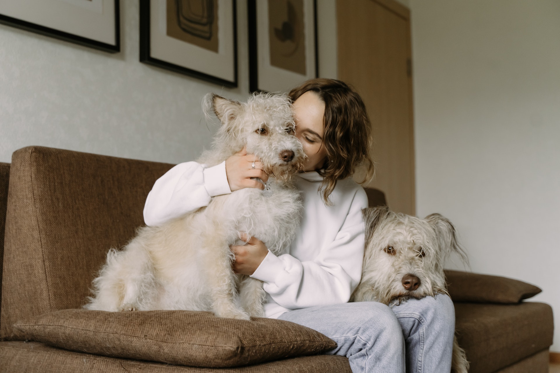 Multi Pet Insurance: How It Works - Tractive