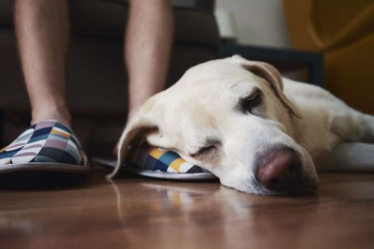How To Deal With The Sleep Startle Reflex In Dogs
