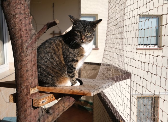 10 Tips To Create The Purr-Fect Cat Proof Balcony - Tractive