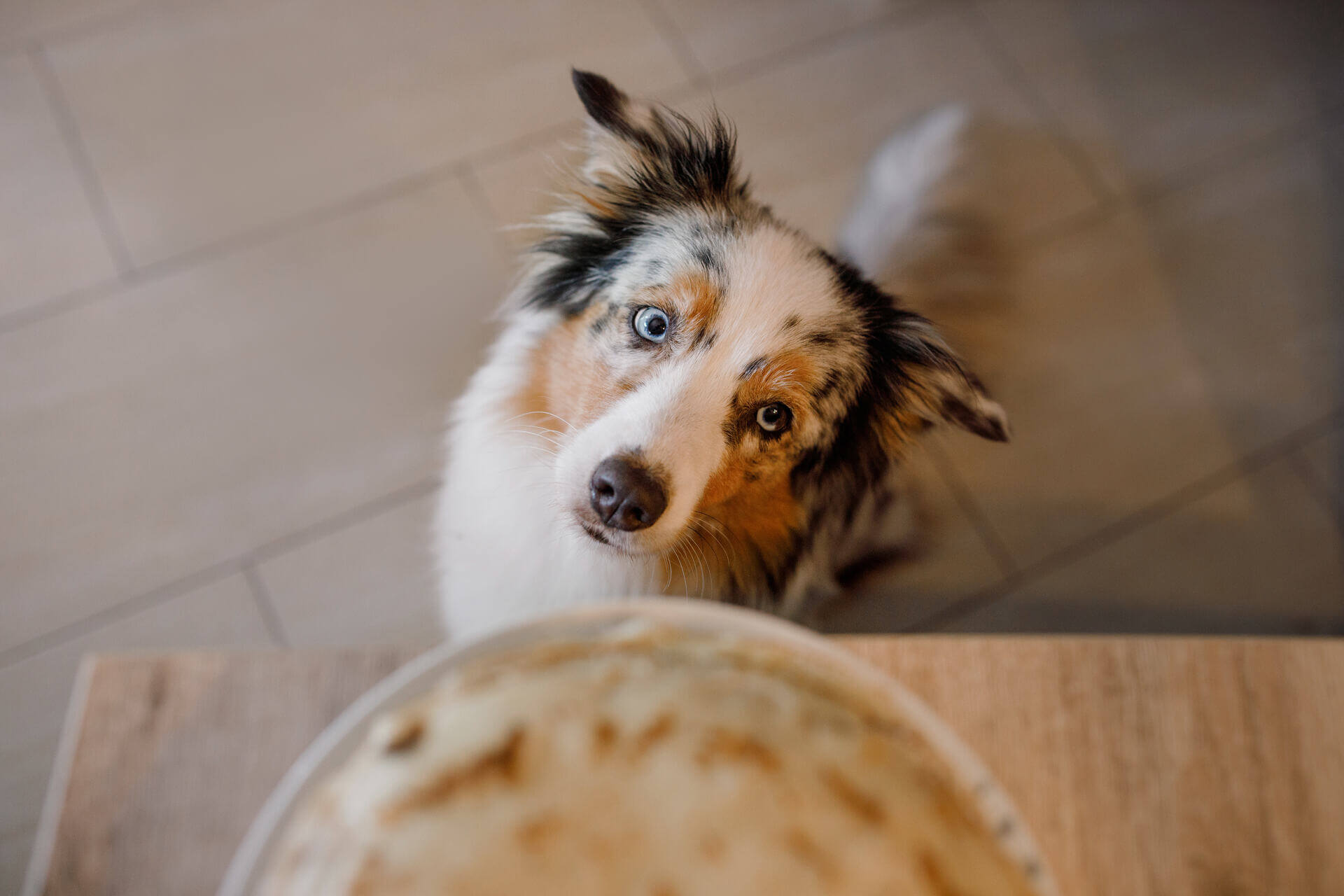Why Is My Dog Always Hungry? The 11 Main Reasons - Tractive