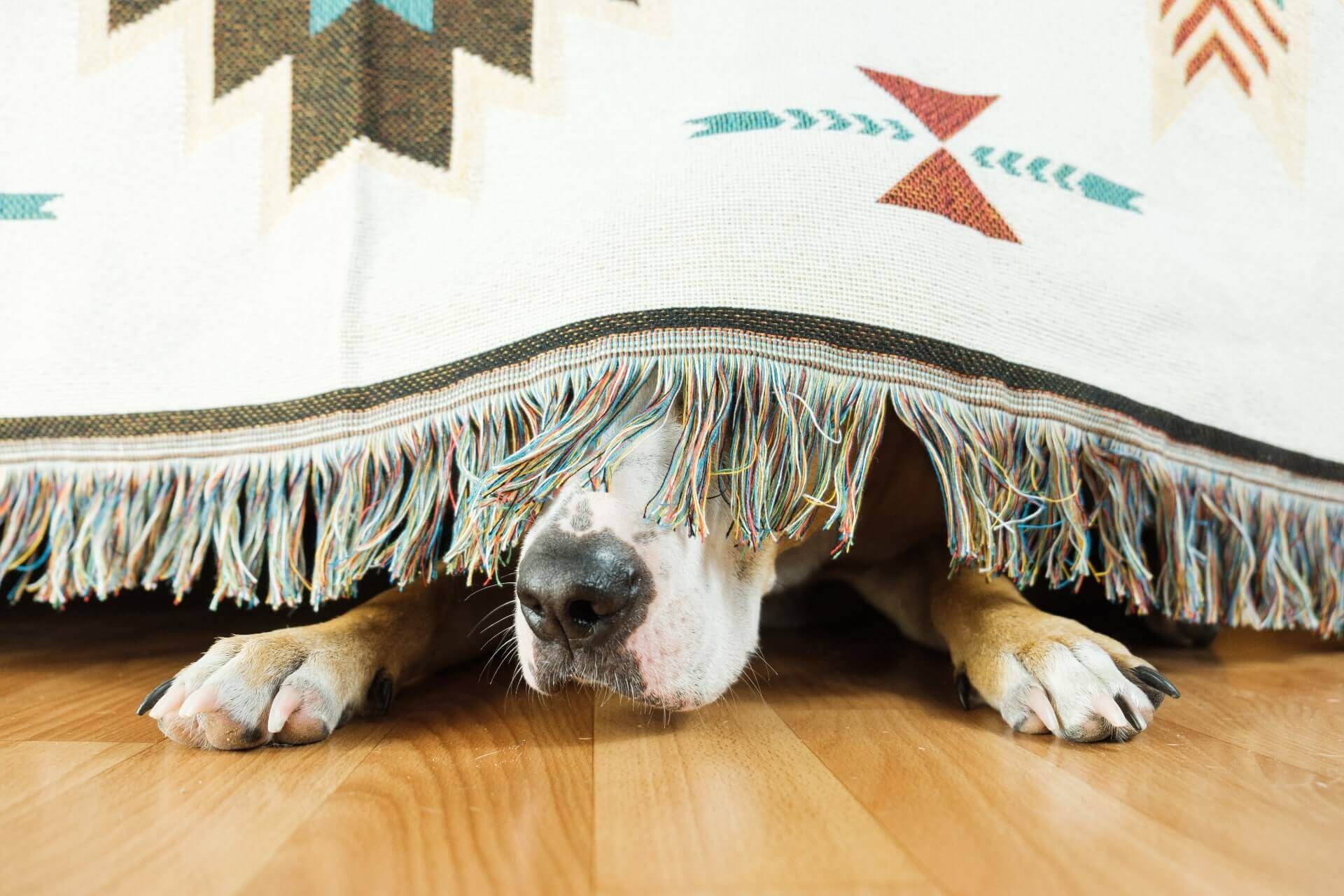10 redenen waarom een hond zich verstopt en wat je kunt doen - Tractive