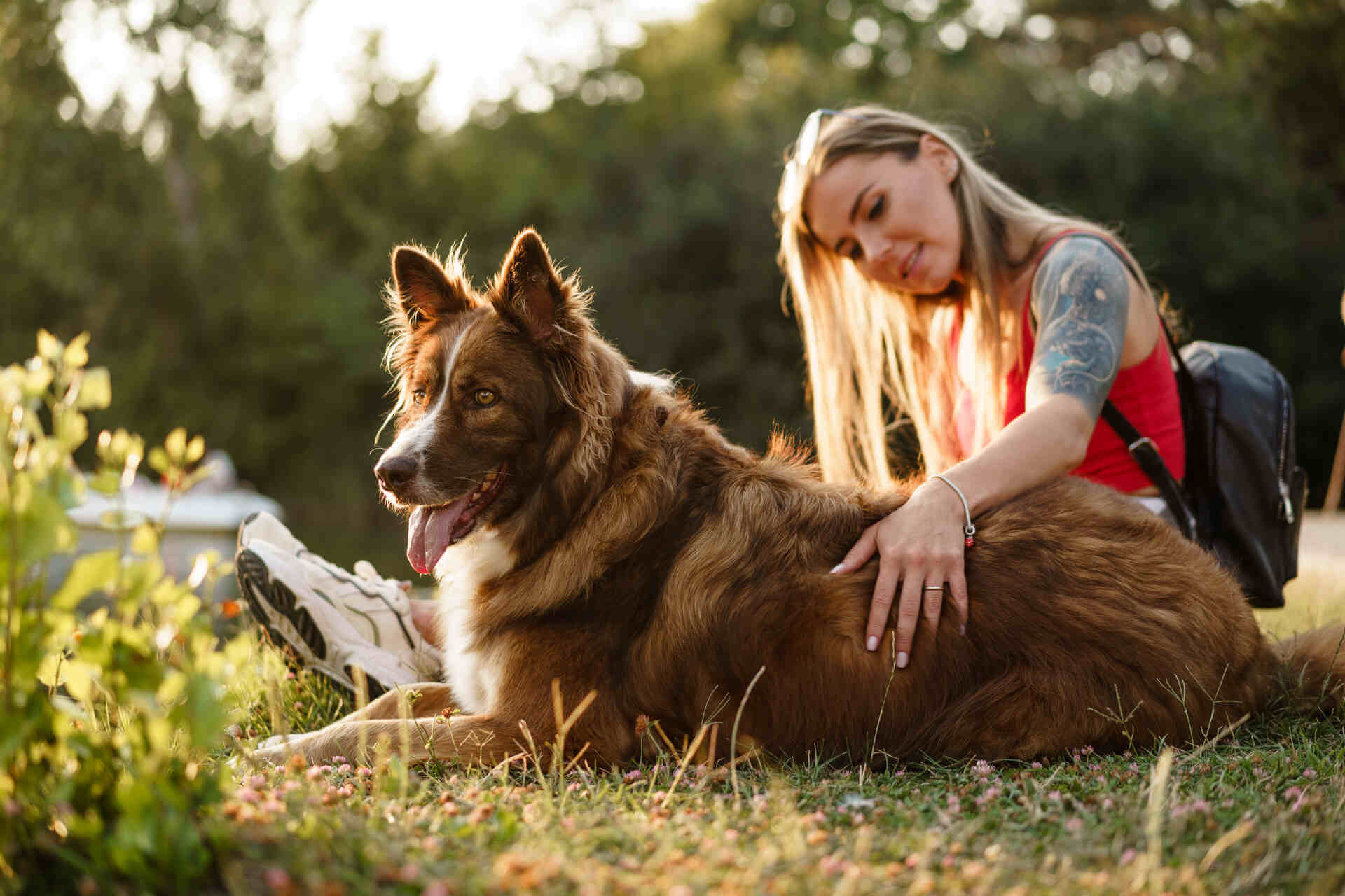 Pyometra in Dogs: Warning Signs & How To Catch It Early - Tractive