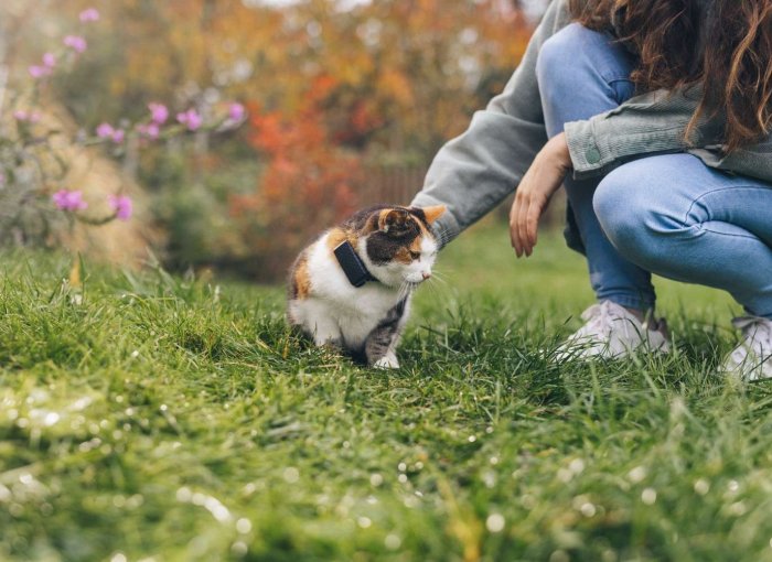 Why Does My Cat Want To Go Outside? 5 Main Reasons - Tractive