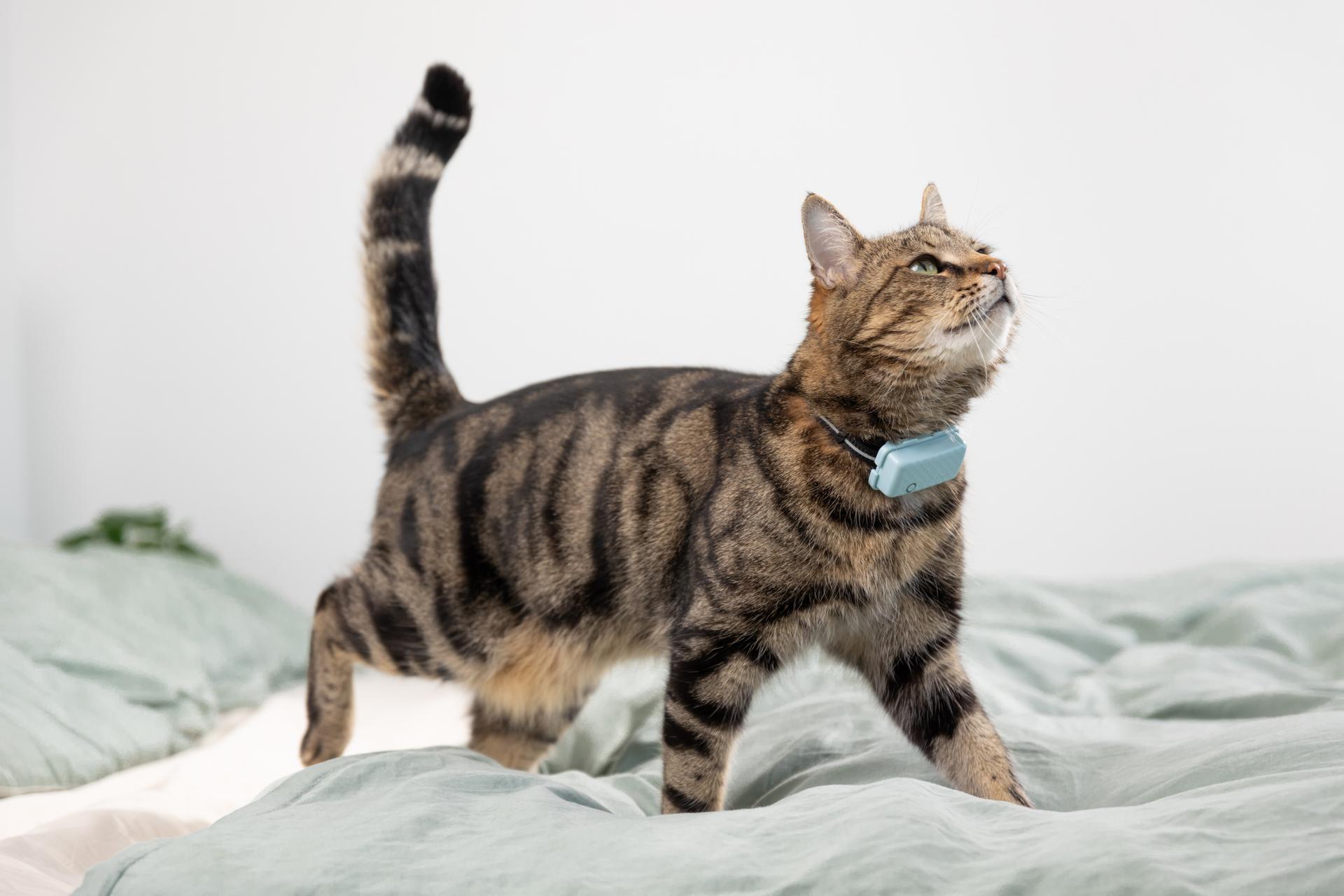 High Rise Syndrome in Cats: Keep Yours Safe From Falls - Tractive