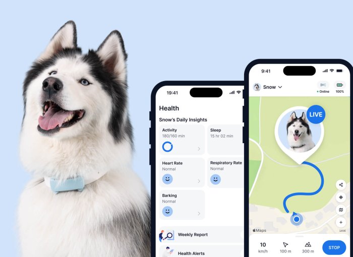 Fitbit for Dogs: How To Choose The Best Dog Fitness Tracker - Tractive