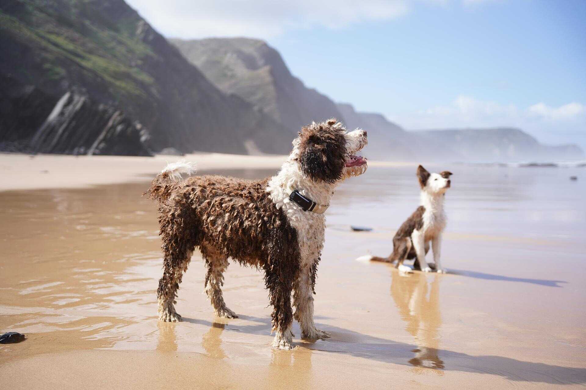 Dog Pedometer: Where A Smart Dog Tracker Is Better