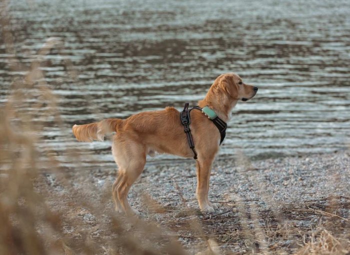 7 Tips For Handling The Prey Drive In Dogs - Tractive