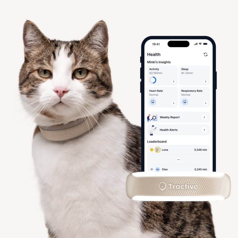 Cat Respiratory Rate: The Ultimate Guide - Tractive