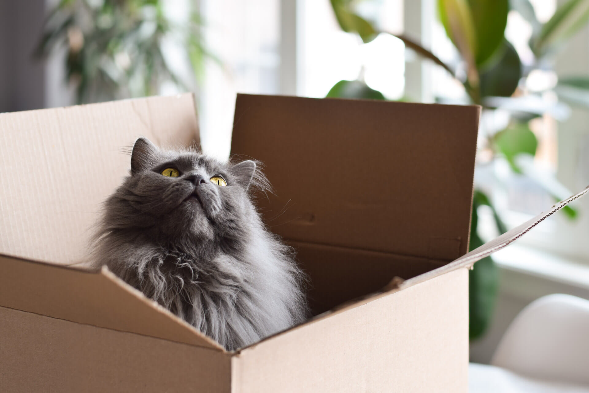Why Do Cats Like Boxes? (And What's It Gotta Do With Hunting?)