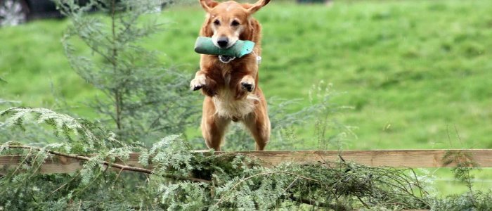 Hyperactive dogs and how to calm them down | Tractive