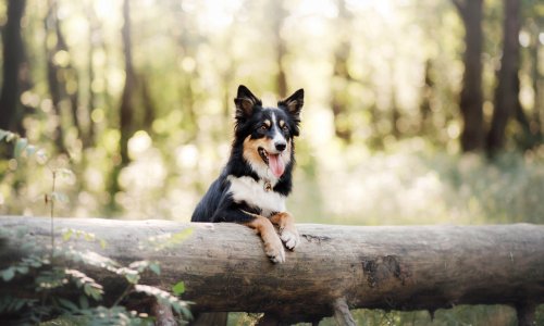 7 Essential Tips For Handling The Prey Drive In Dogs - Tractive Blog