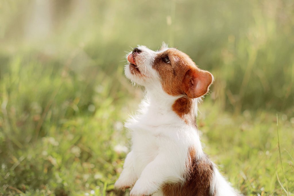 Dog Commands These Are The Most Important Tricks Tractive
