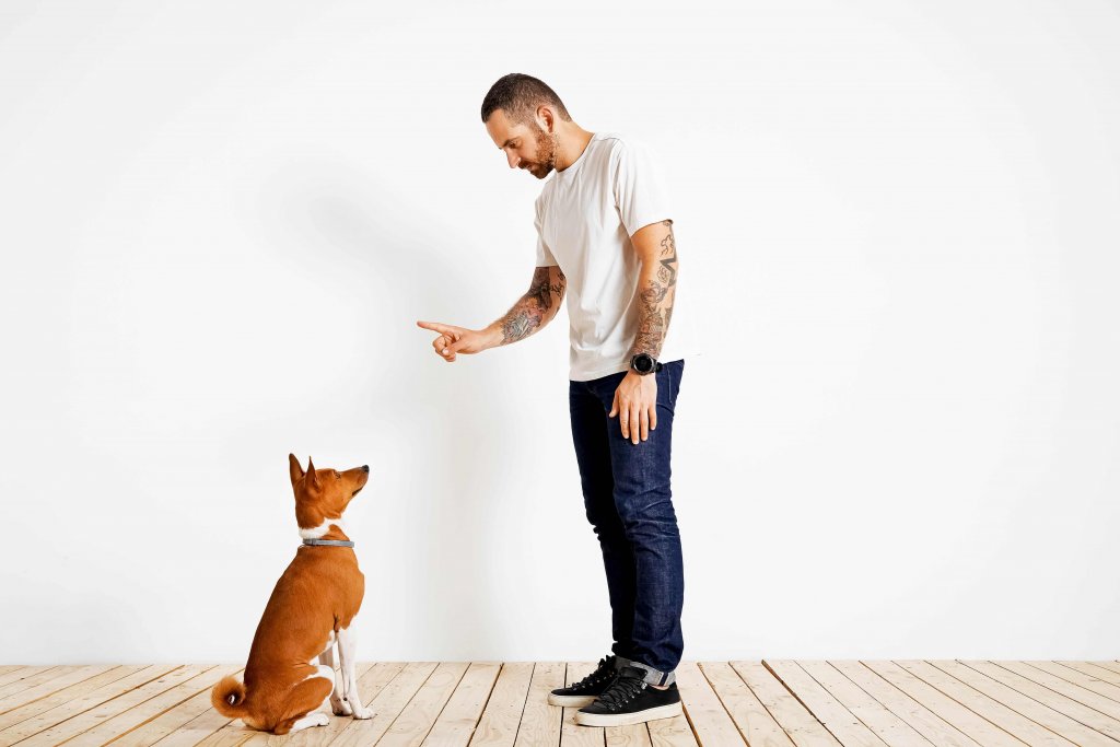 How To Train My Dog The Most Important Commands Tractive
