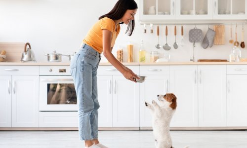 Best Cooling Foods For Dogs In Summer - Tractive