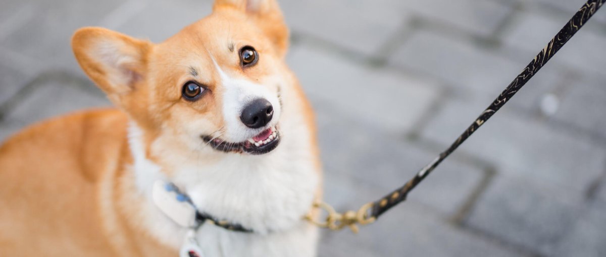 Leer je hond of pup stapsgewijs aan de lijn te lopen - Tractive