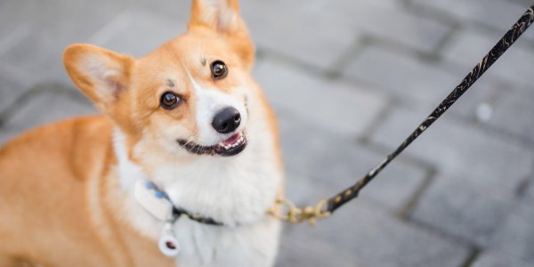 Leash Training a Puppy or Dog: Step by Step Guide - Tractive