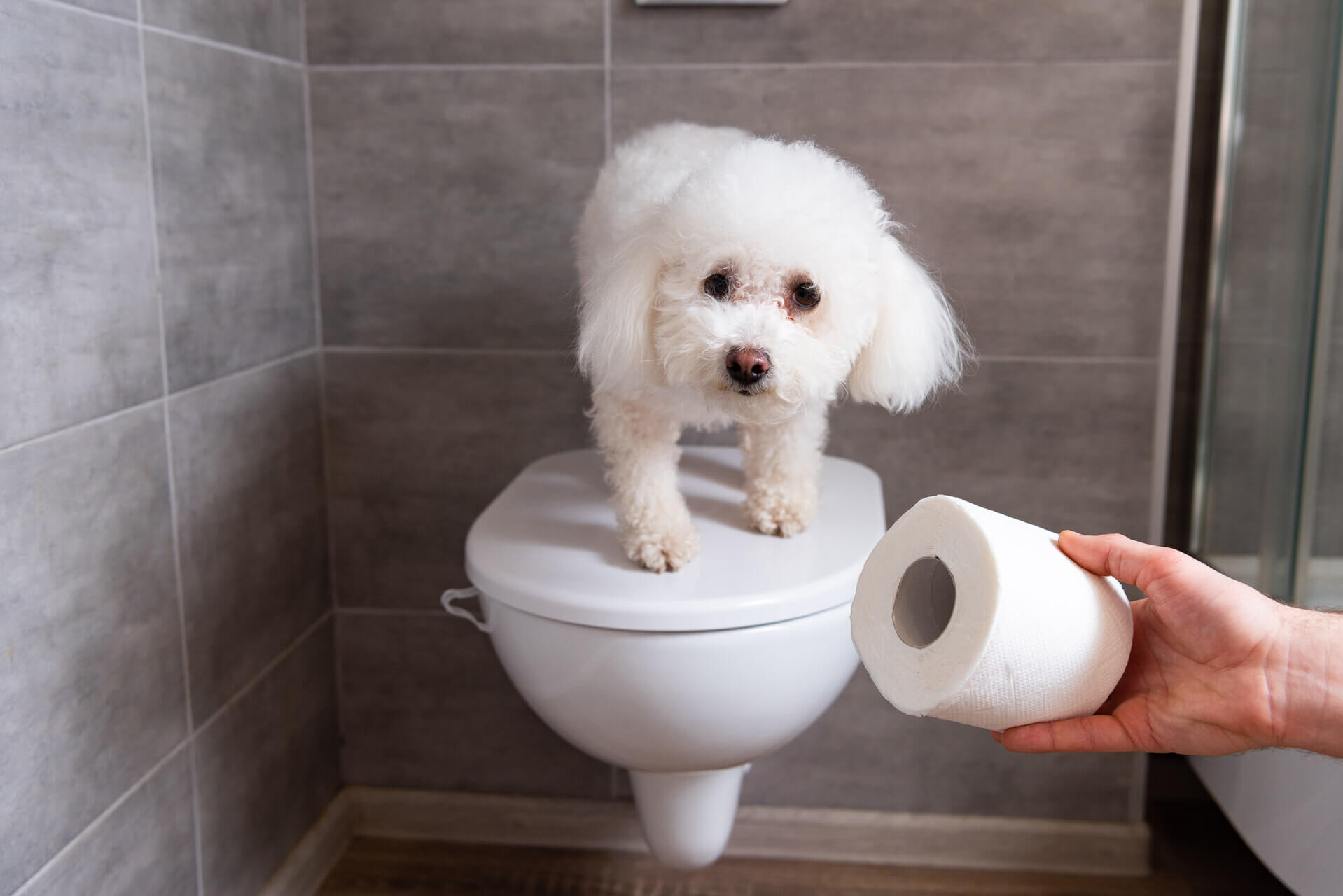 How To Nail Puppy Potty Training Like A Pro - Tractive
