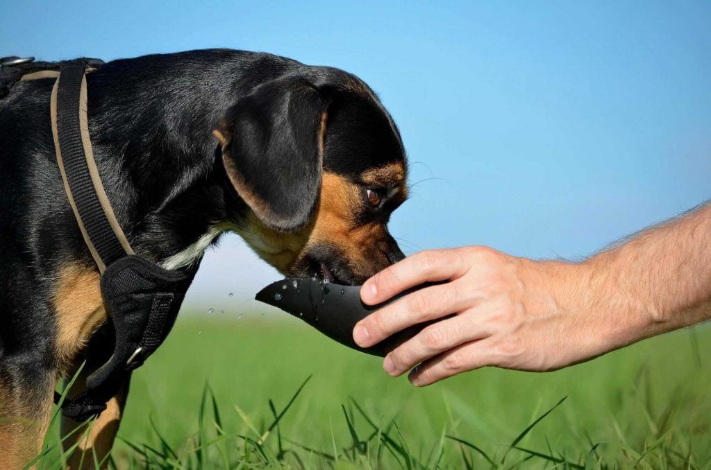 Dog Shedding In Winter Be Prepared With These Top 5 Tips Tractive dog-shedding-in-winter-be-prepared-with-these-top-5-tips-tractive
