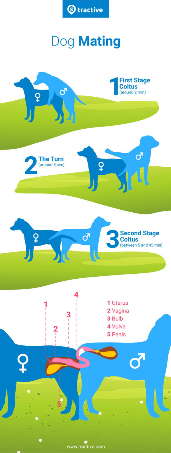 Dog Mating Behavior (Infographic) - Tractive