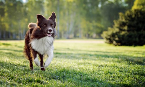 Best Running Dogs: Which dogs are best to run with? - Tractive