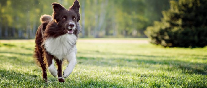Best Running Dogs: Which dogs are best to run with? - Tractive