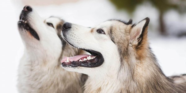15 Best Outdoor Dog Breeds That Can Live Outside - Tractive