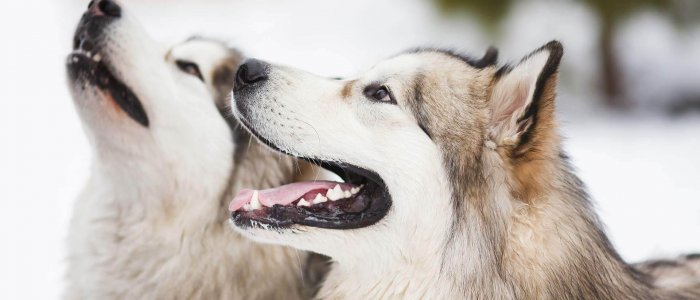 15 Best Outdoor Dog Breeds That Can Live Outside - Tractive