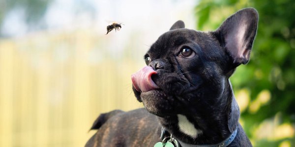 Insect bites on dogs and how to treat them | Tractive