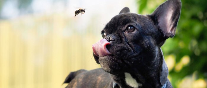 Insect bites on dogs and how to treat them | Tractive