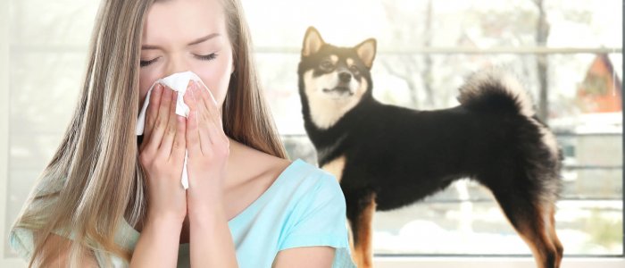 Can my Dog catch My Cold? Discover it now | Tractive