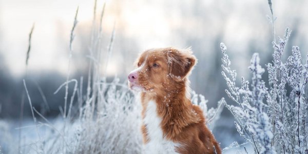 How cold is too cold for dogs? Find out now. - Tractive