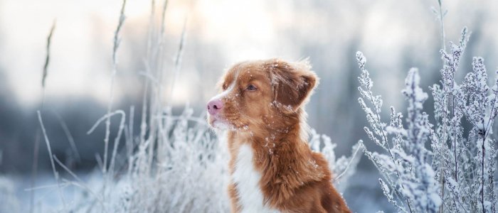 How cold is too cold for dogs? Find out now. - Tractive