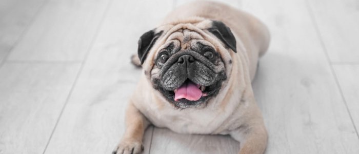 Hat dein Hund Übergewicht? Erhalte Tipps zur Behandlung | Tractive