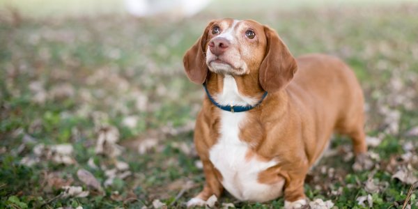 Hat dein Hund Übergewicht? Erhalte Tipps zur Behandlung | Tractive