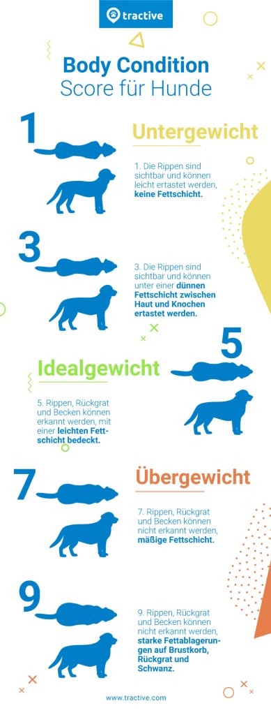 Übergewicht bei Hunden: Dickmacher und Strategien | Tractive
