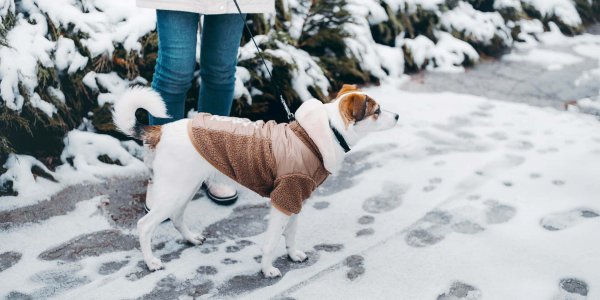 7 Tips to Protect Dog Paws in Snow and Winter Weather - Tractive