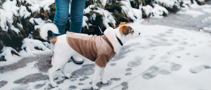7 Tips to Protect Dog Paws in Snow and Winter Weather - Tractive
