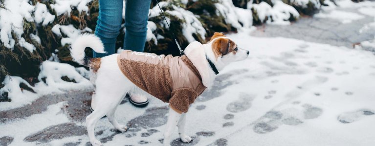 7 Tips to Protect Dog Paws in Snow and Winter Weather - Tractive