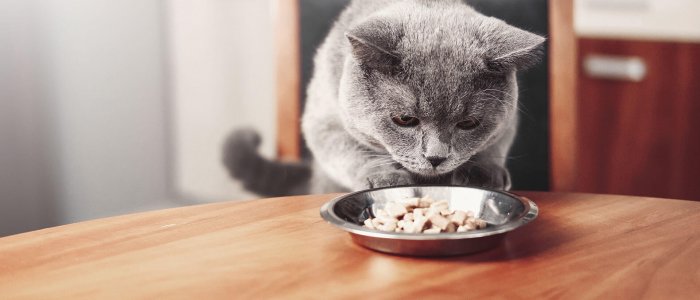 Cat not eating? Discover the top reasons why. - Tractive