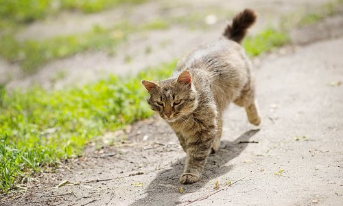 Cat sense of direction: How cats always find their way | Tractive