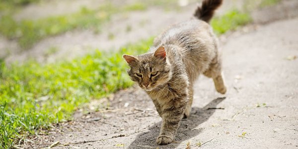 Cat sense of direction: How cats always find their way | Tractive