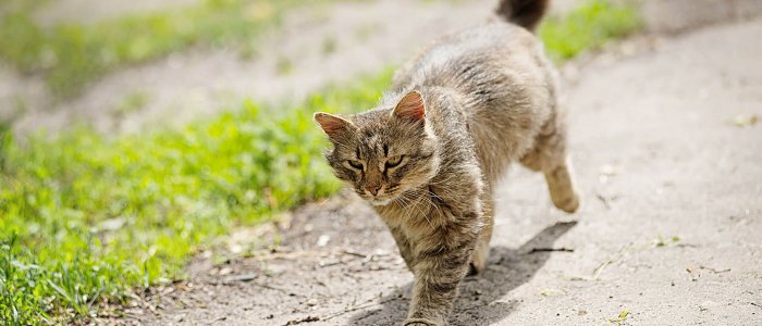 Cat sense of direction: How cats always find their way | Tractive
