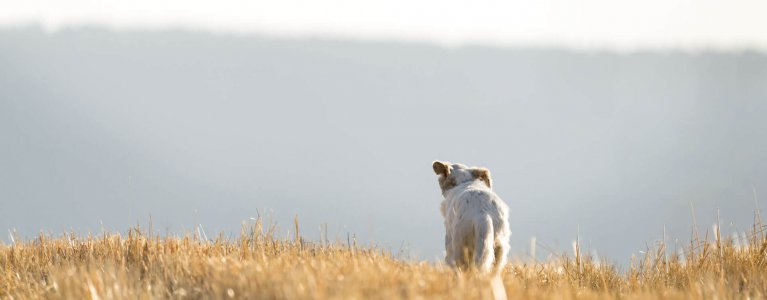 Why Do Dogs Run Away? 6 Reasons + How To Keep Your Dog Safe