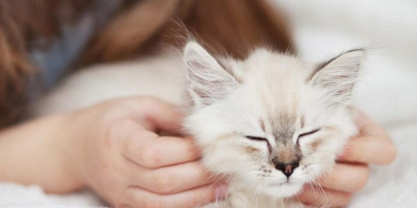 Moving with your cat: 8 Tips to make it work smoothly - Tractive