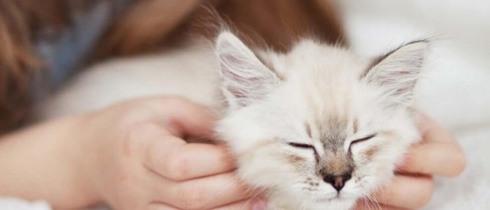 Moving with your cat: 8 Tips to make it work smoothly - Tractive