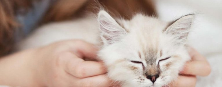Moving with your cat: 8 Tips to make it work smoothly - Tractive