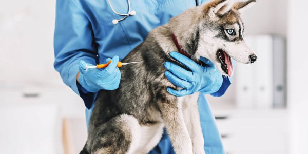 GPS Implant For Dogs: Myth Or Fact? - Tractive
