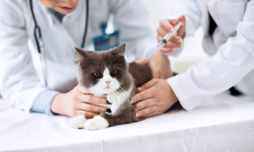 Cat Microchip: How To ID, Track, And Always Find Your Kitty! - Tractive