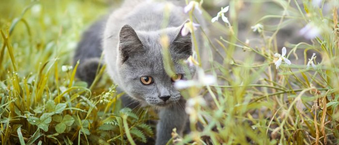 Cat pollen allergy: Symptoms, tips and remedies - Tractive